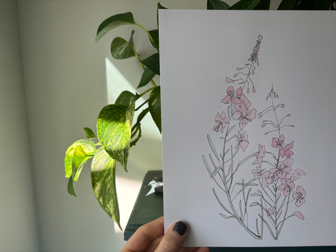 Fireweed Sketch - Etsy