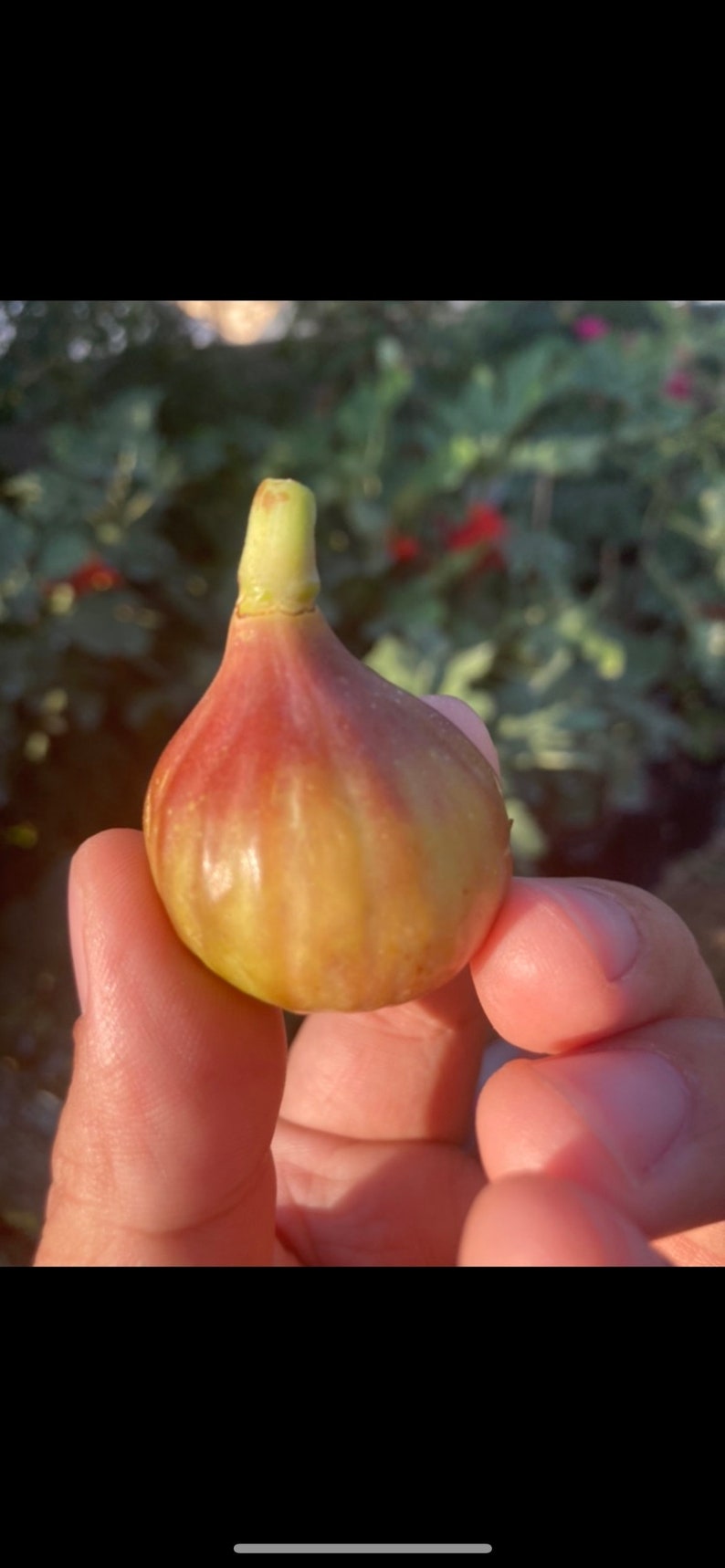 1 Authentic Cavaliere Fig Cutting- Cherry-berry Flavor With Citrusy ...