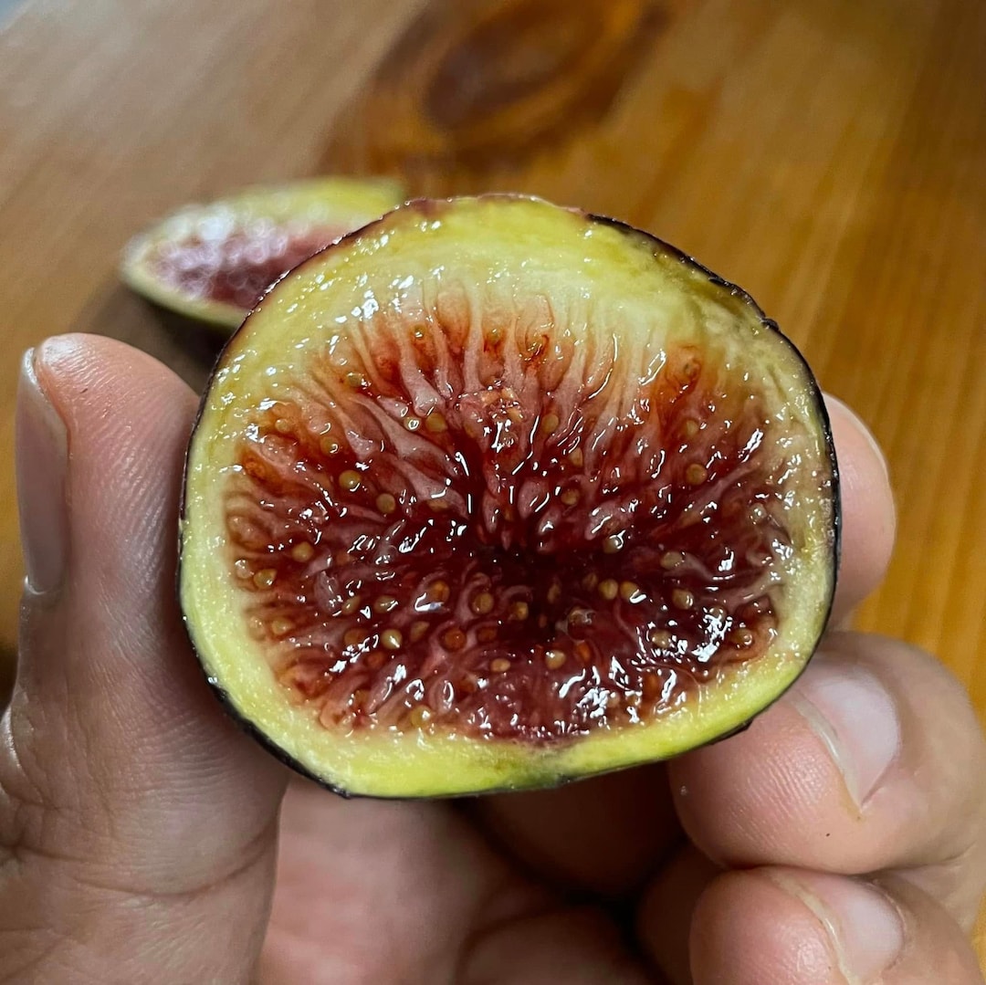 2 Authentic Black Madeira Fig Cuttings- Flavors Fit for a King! - Etsy