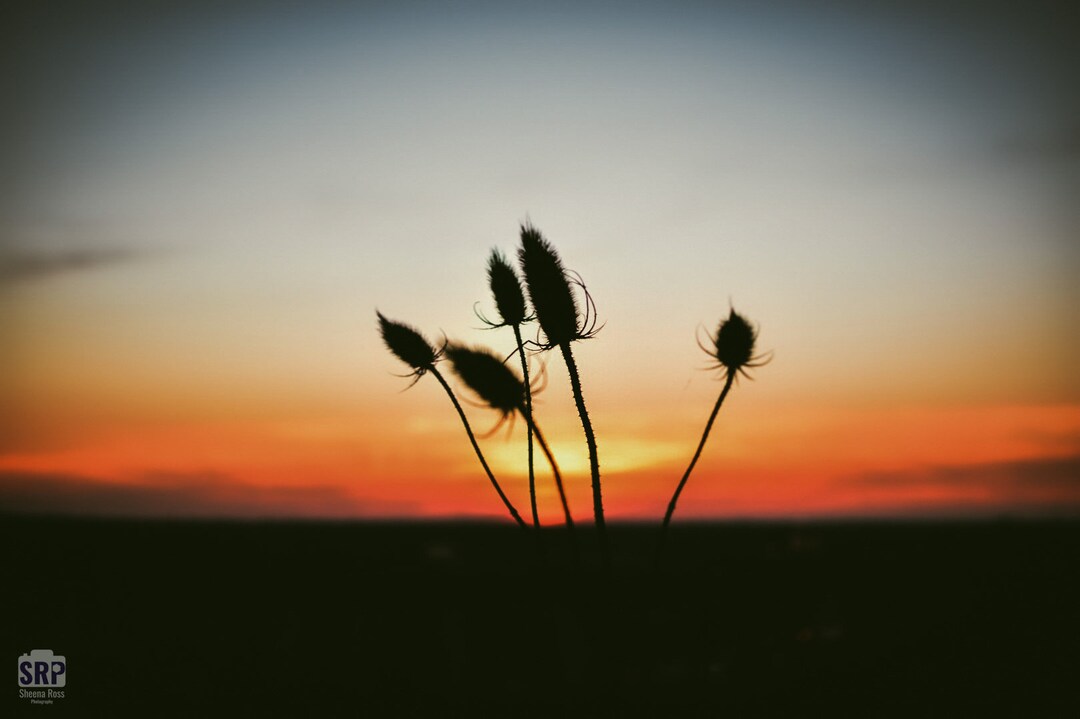 Silhouette of Teasel During A Sunset - Etsy