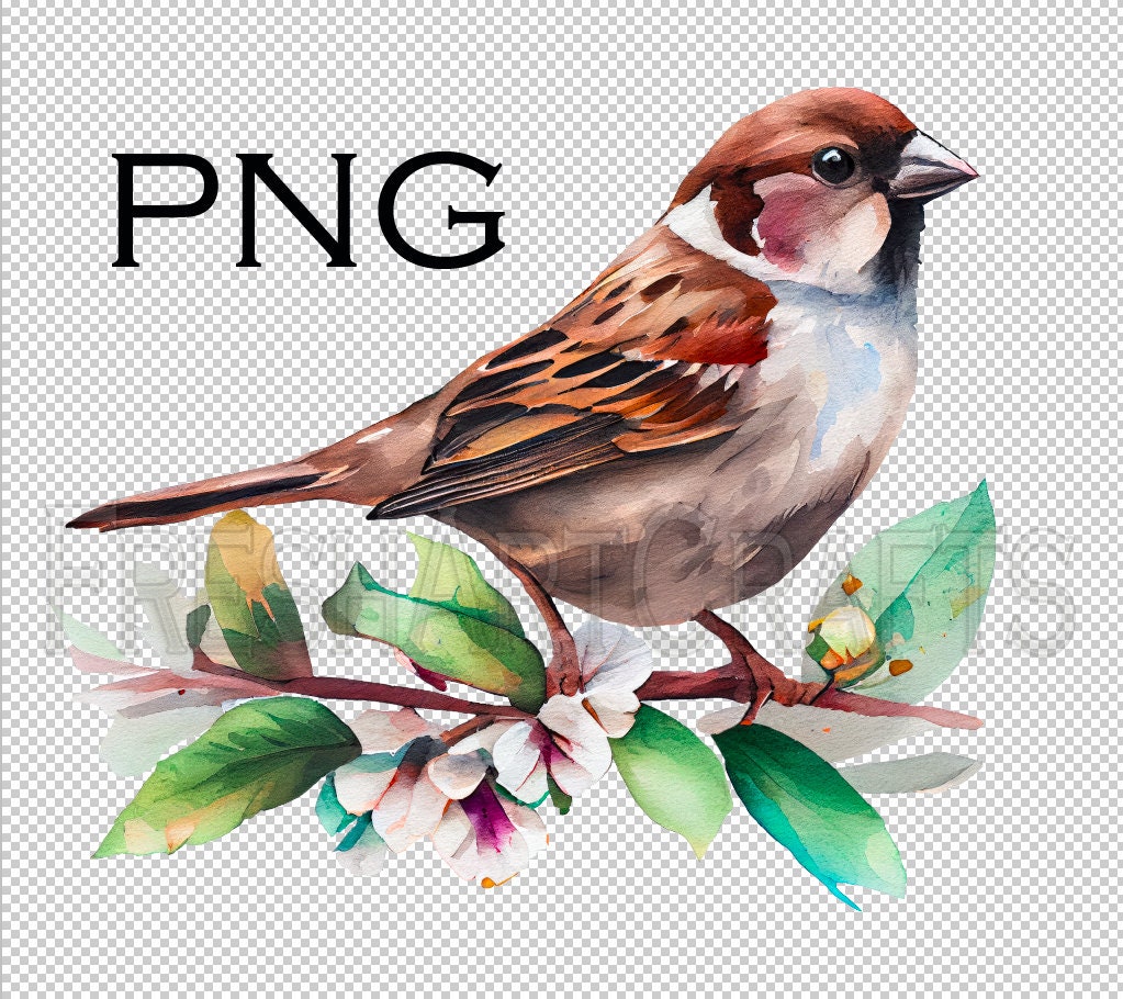 Sparrow Png, Sparrow Clip Art, Sparrow Watercolor Art, Clipart With ...