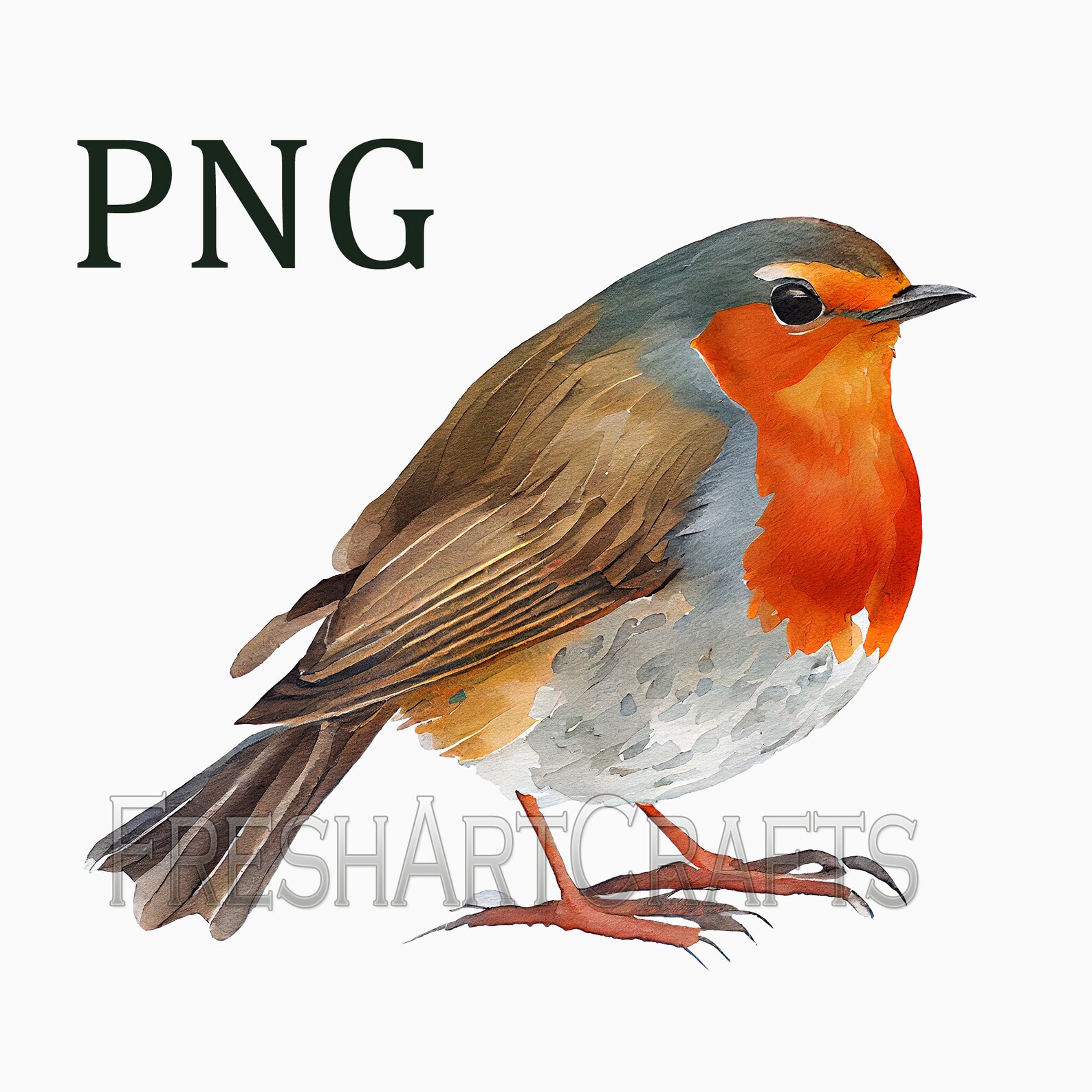 Robin Png, Robin Clip Art, Robin Watercolor Art, Clipart With ...