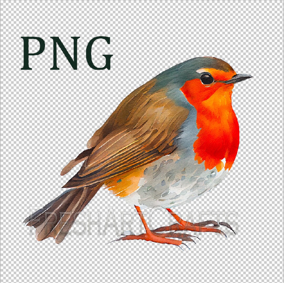 Robin Png, Robin Clip Art, Robin Watercolor Art, Clipart With ...