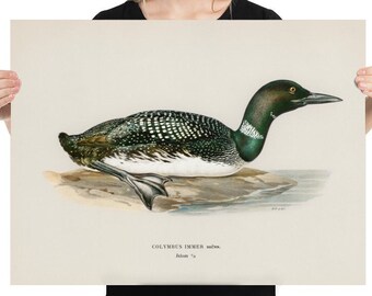 Common Loon - Etsy
