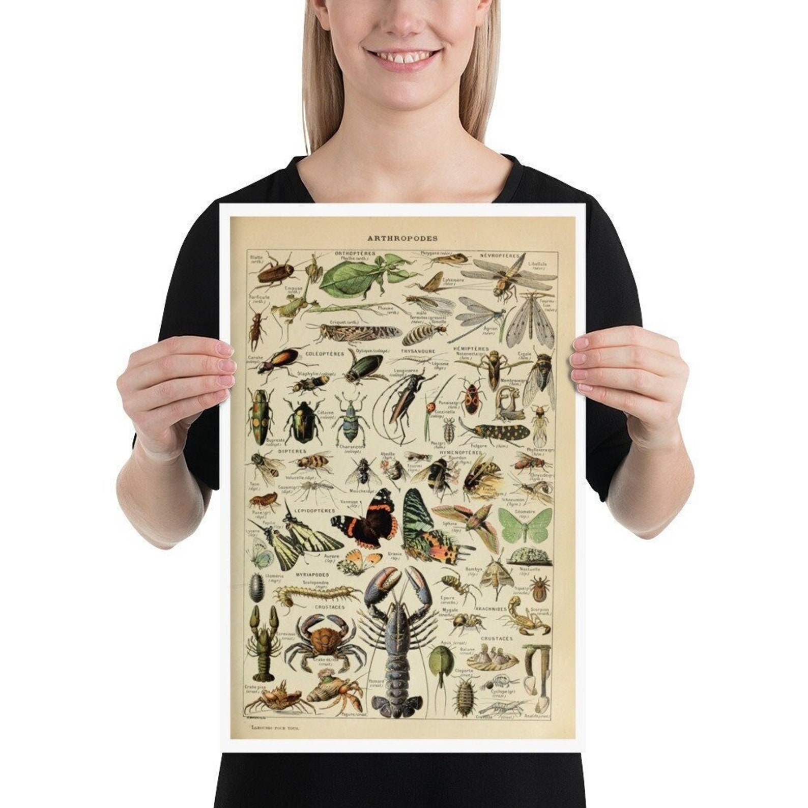 Vintage Arthropods Print Adolphe Millot Nature Wall Art Animal Science ...