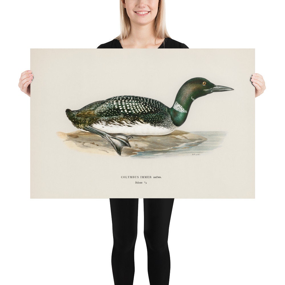 Common Loon Illustrated by the Von Wright Brothers - Vintage Bird ...