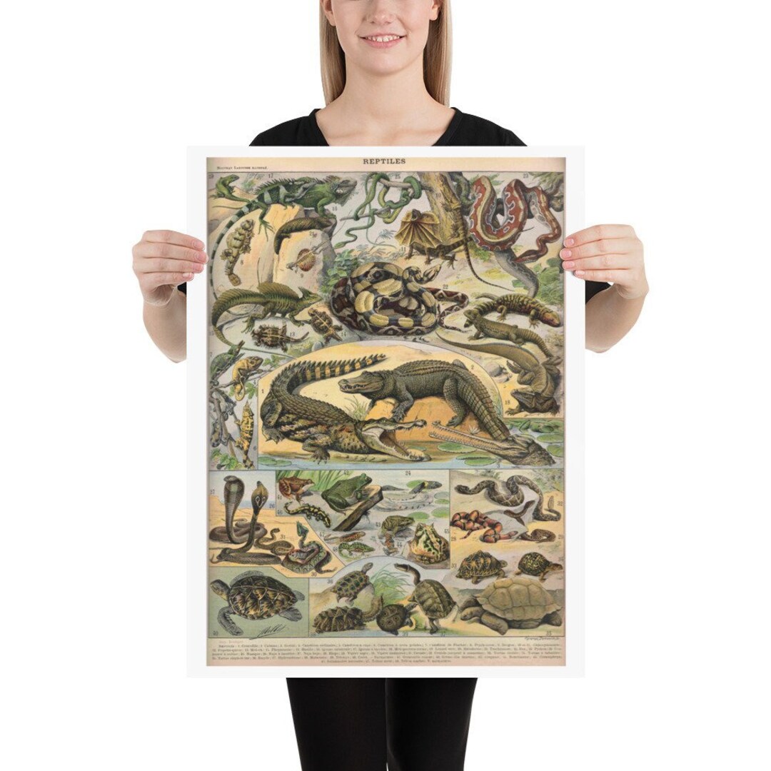 Reptile Poster Vintage - Nature Wall Art - Animal Science Biology ...