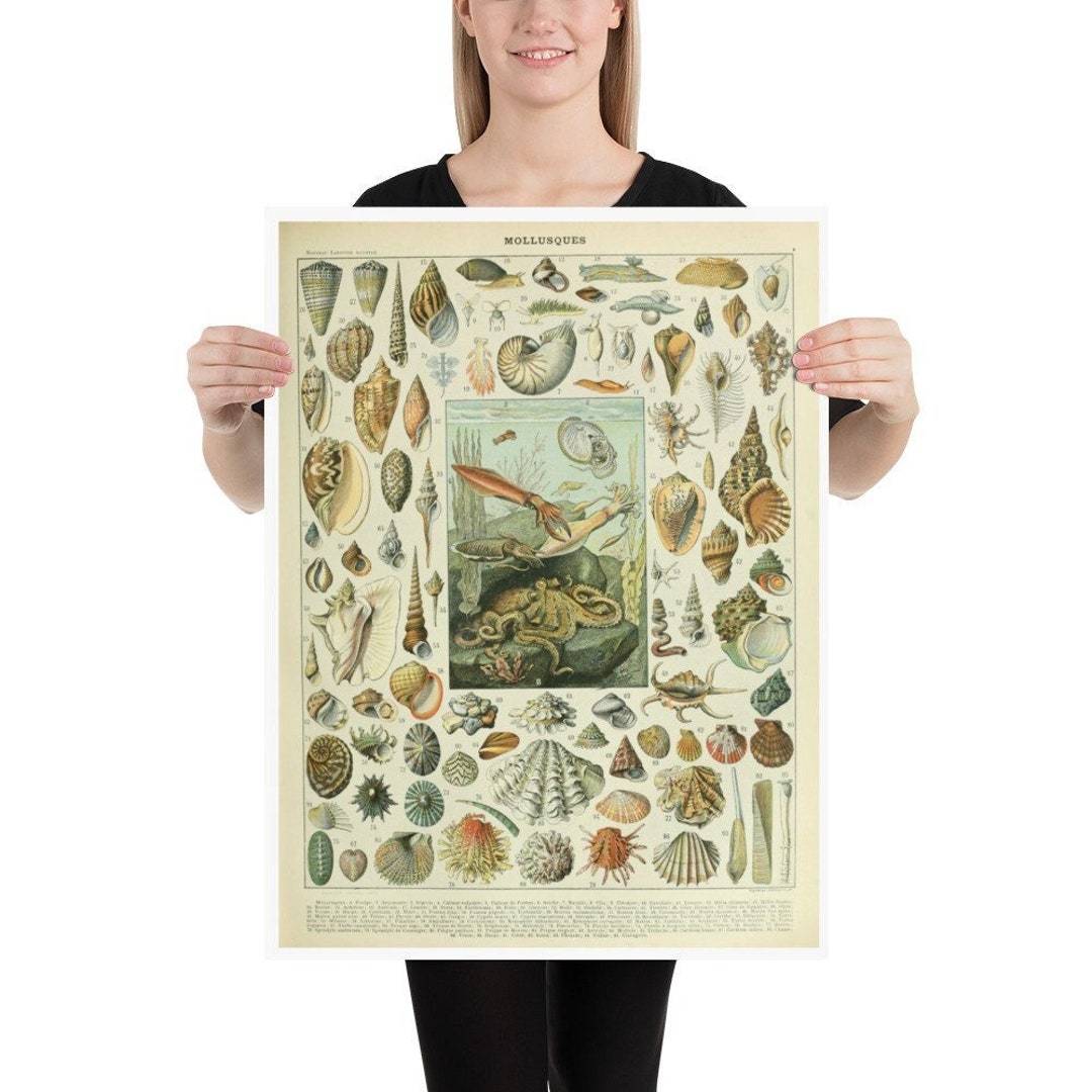 Marine Mollusk Poster - Adolphe Millot Print - Nature Wall Art ...