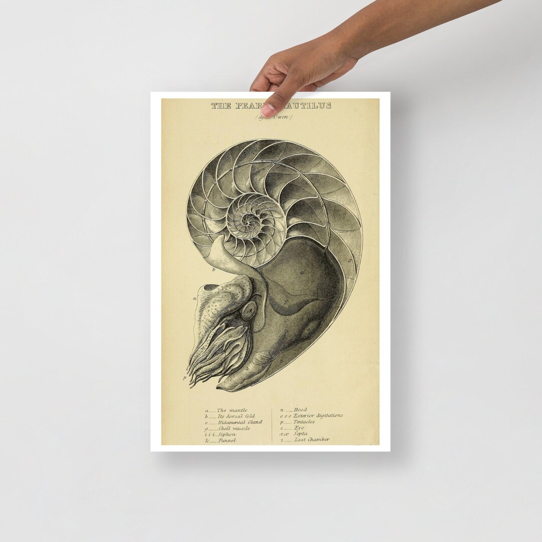 Pearly Nautilus Anatomy Mollusca Vintage Nature Wall Art Mollusk Animal ...