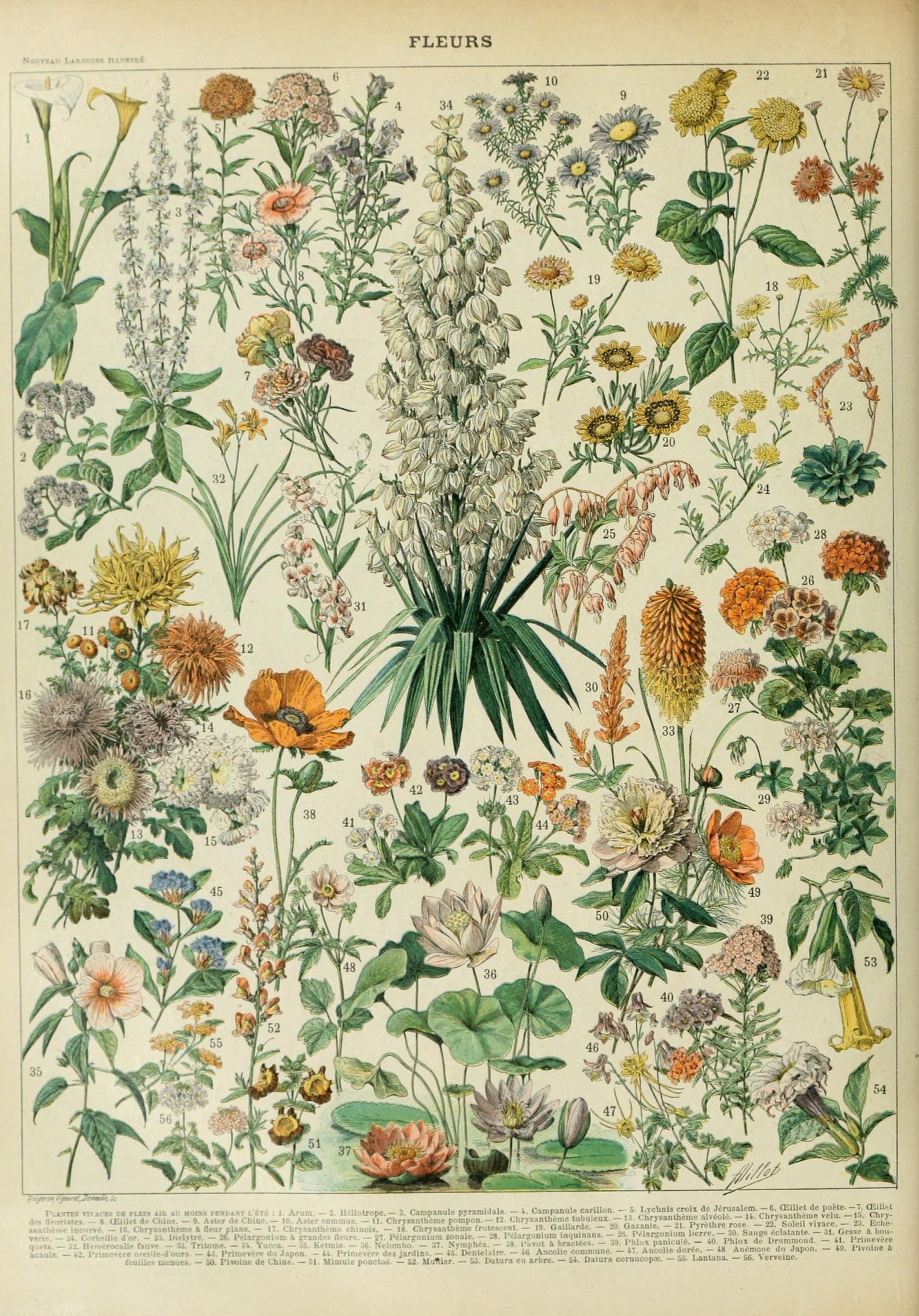 Vintage Flowers Print B Adolphe Millot Nature Wall Art Botany Science ...