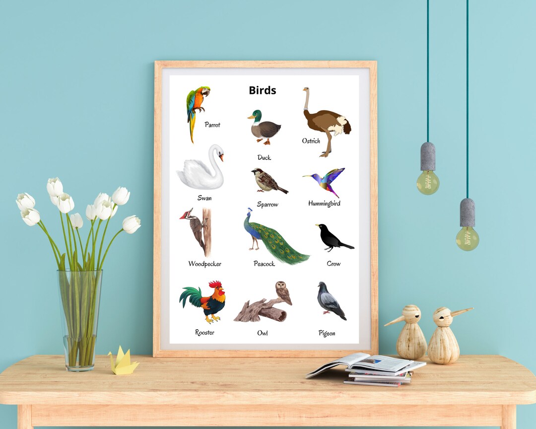 Set of 6 Educational Posters, Animals,birds, Insects,sea Creatures ...