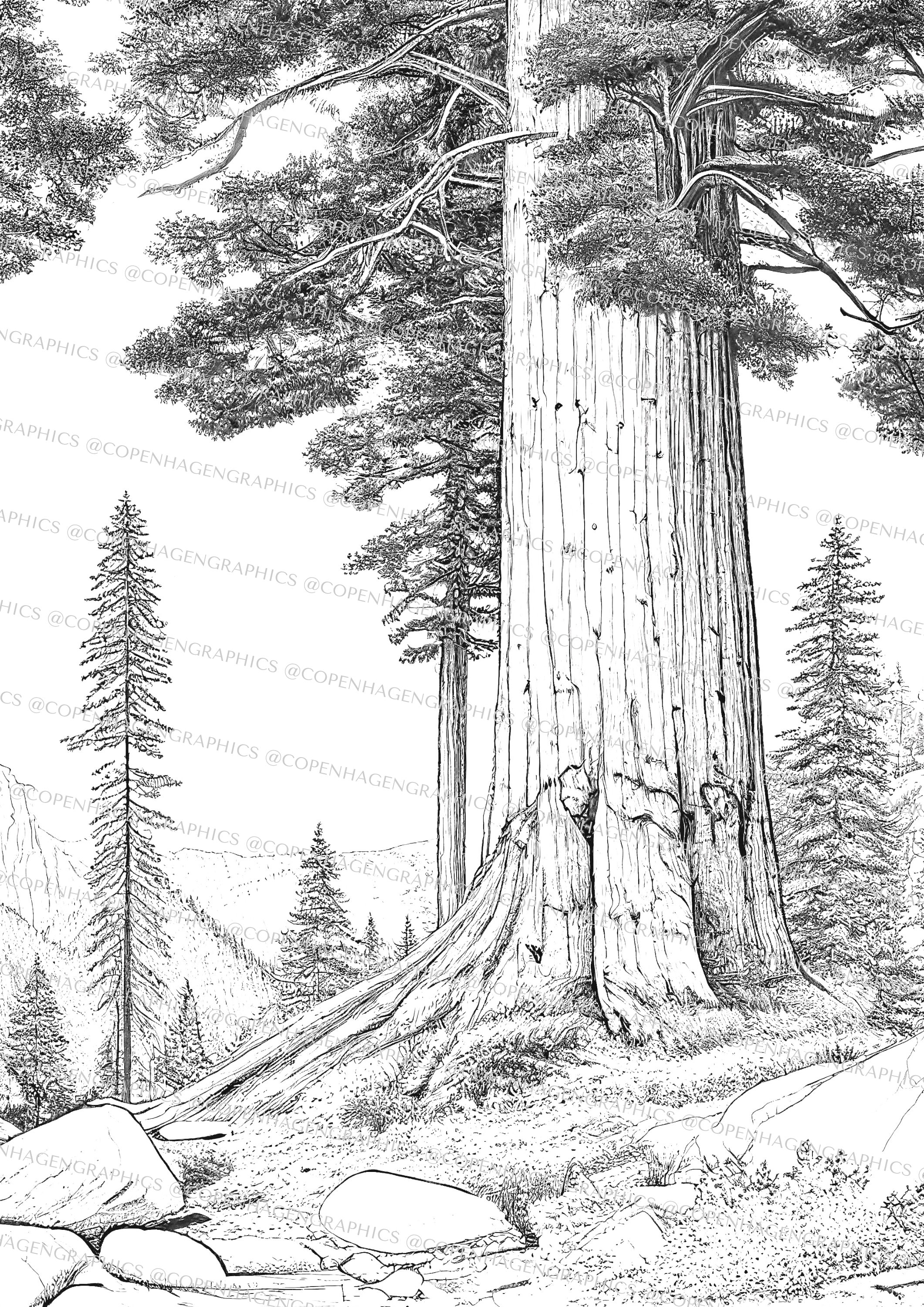Redwood Forest Coloring Page