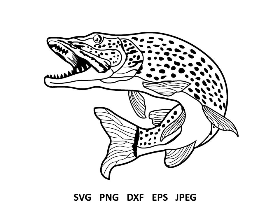 Northern Pike Sketch