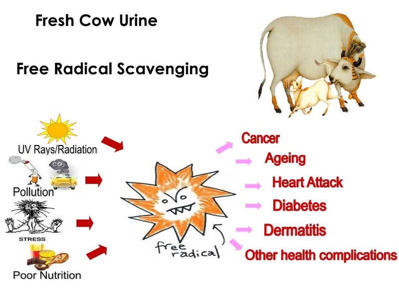 Himalayan Cow Urine Ark Distillate With Goodness of Turmeric. - Etsy