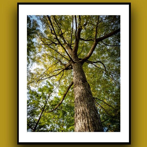 Chickasaw Art - Etsy