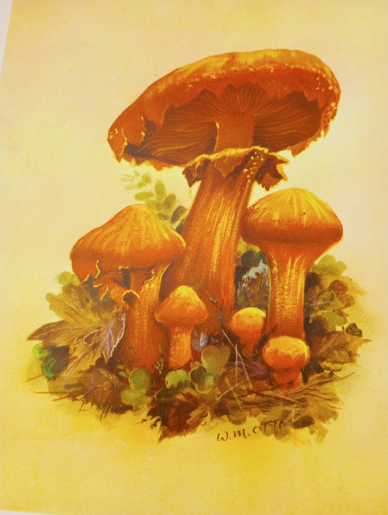 Retro Vintage Art Deco W M Otto Vintage Art Mushrooms Retro Wall Art ...