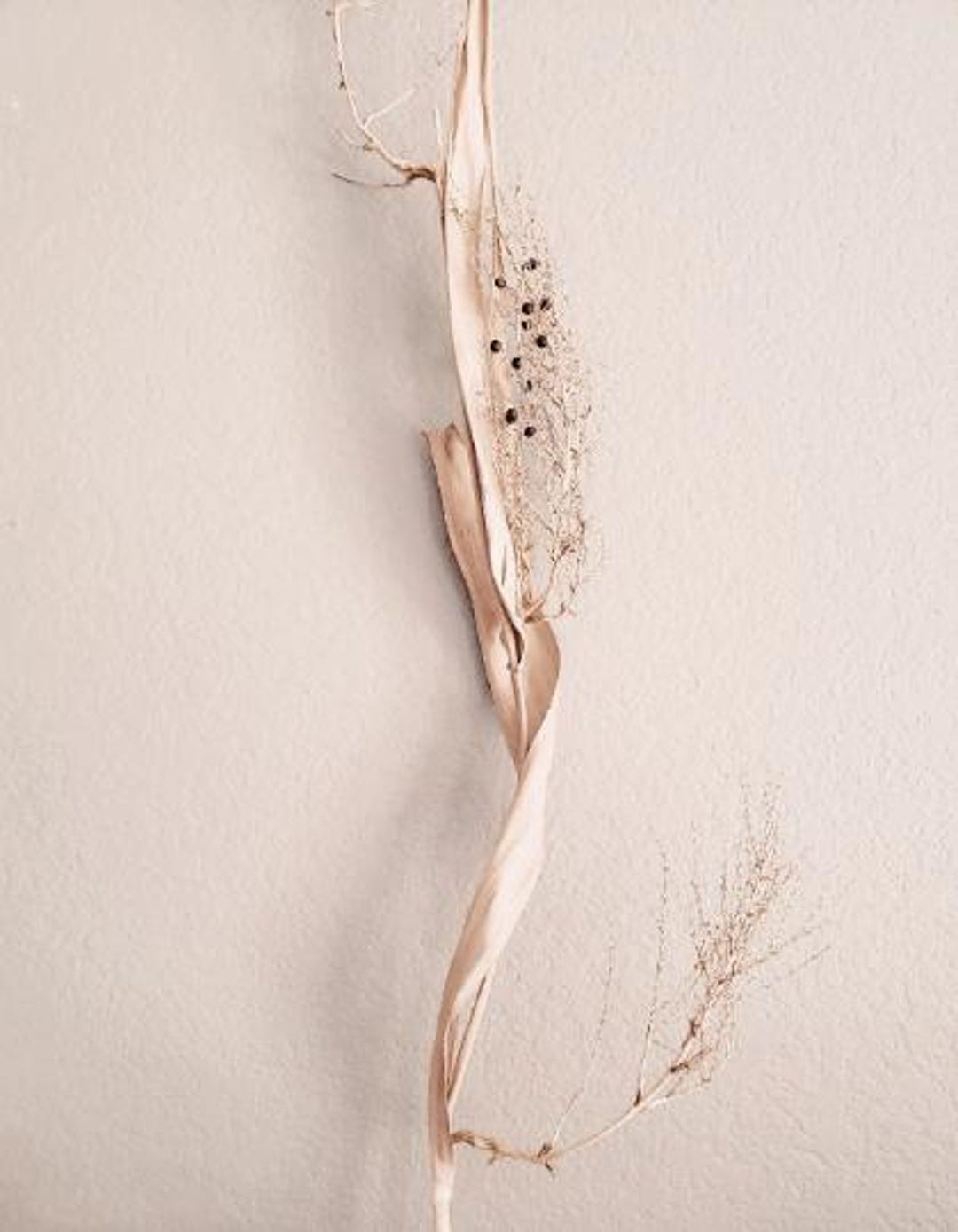 Queen Palm Seed Shoots - 2 Count 42 Inches in Length - Etsy