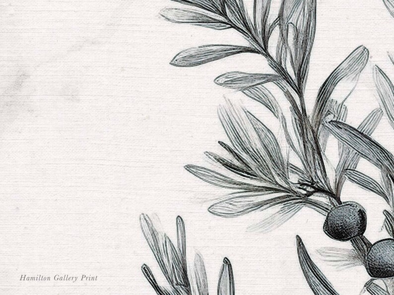 Olive Branch Botanical PRINTABLE Art, Vintage Etching Neutral Decor ...