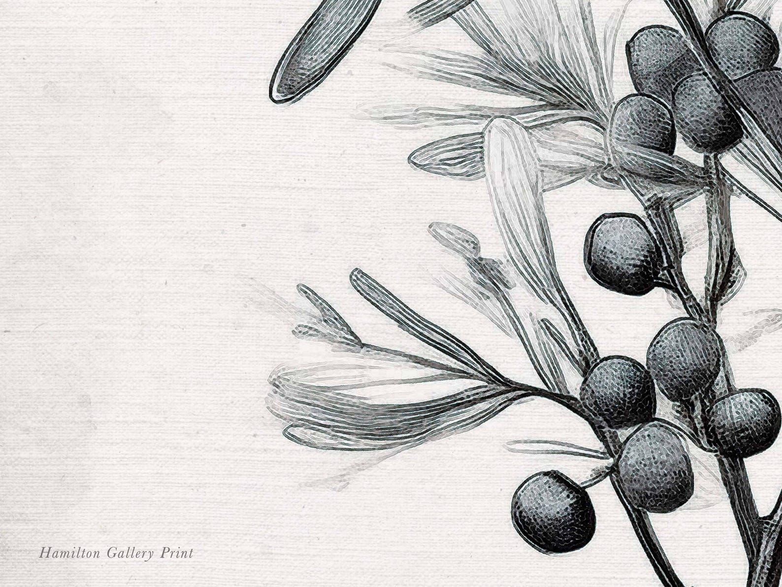 Olive Branch Botanical PRINTABLE Art, Vintage Etching Neutral Decor ...