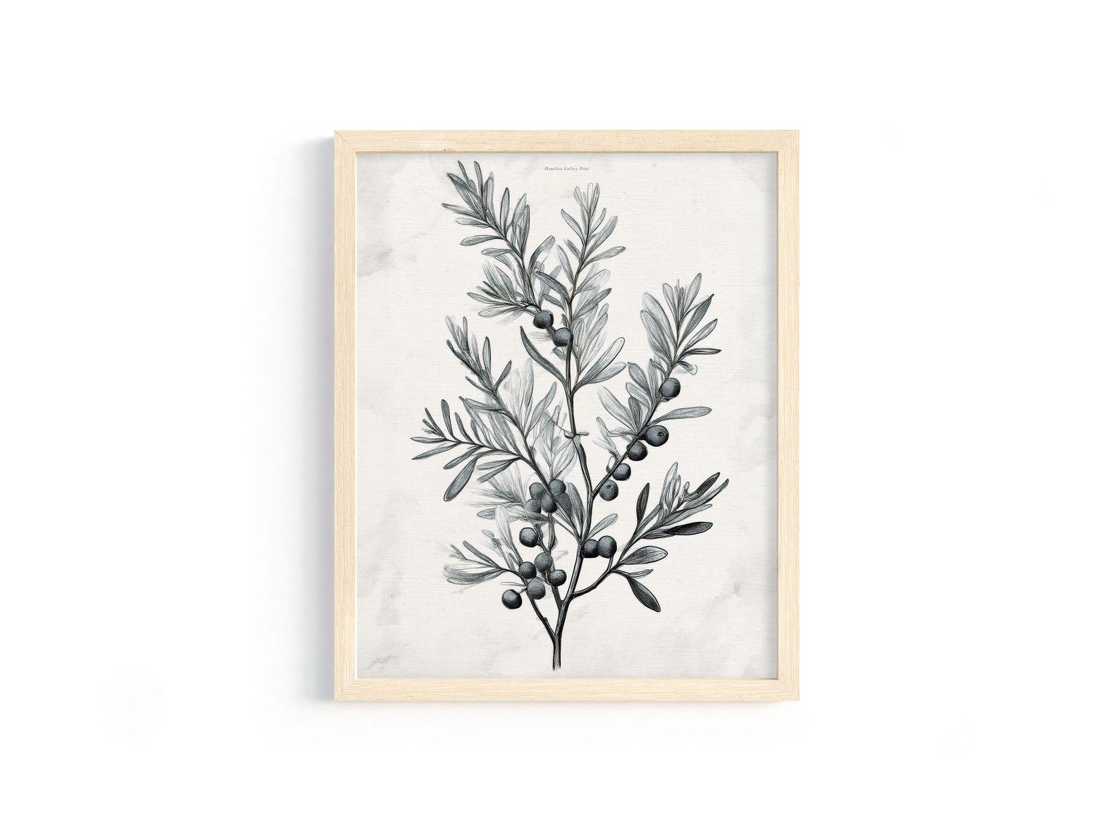 Olive Branch Botanical PRINTABLE Art, Vintage Etching Neutral Decor ...