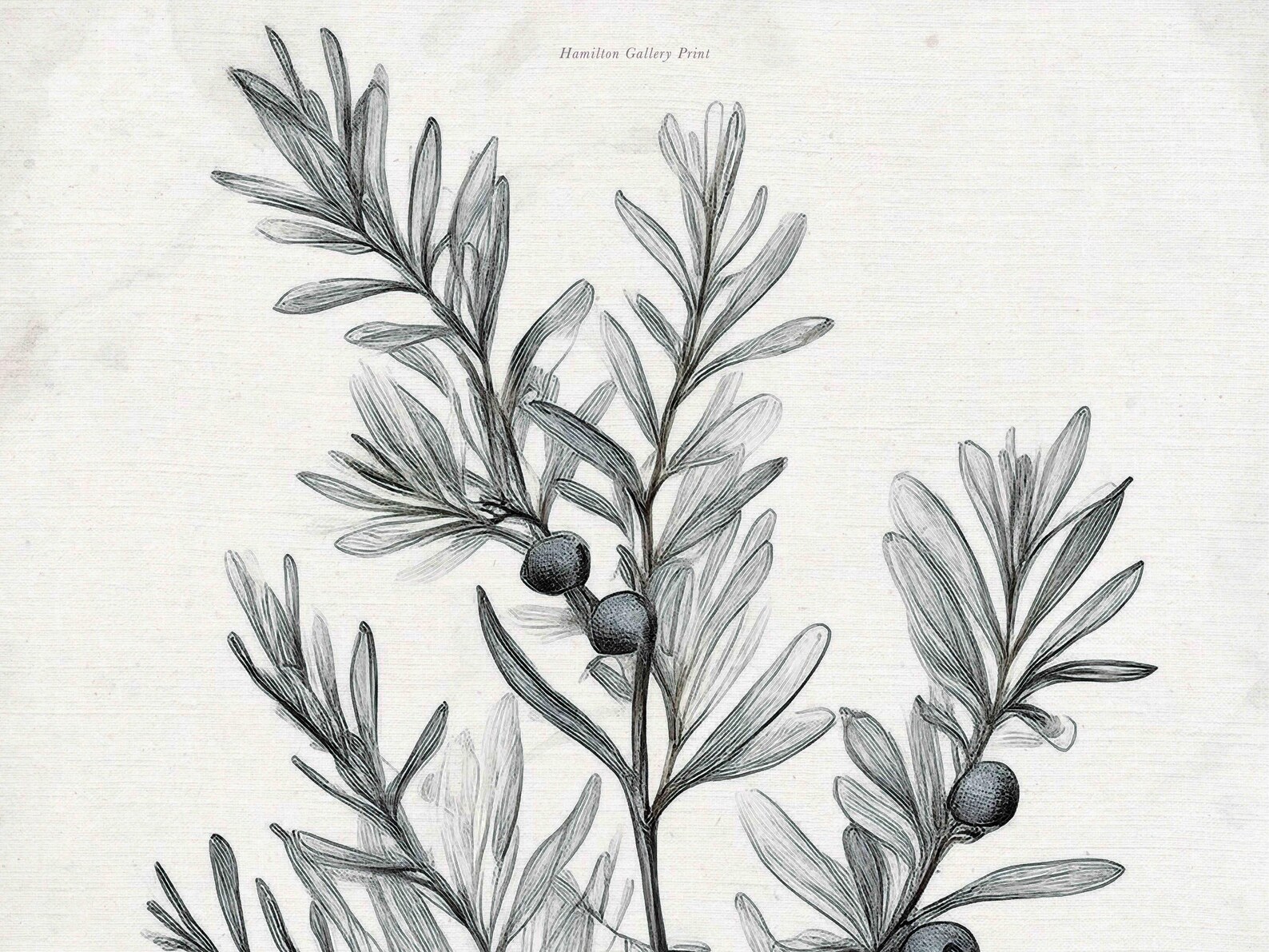 Olive Branch Botanical PRINTABLE Art, Vintage Etching Neutral Decor ...