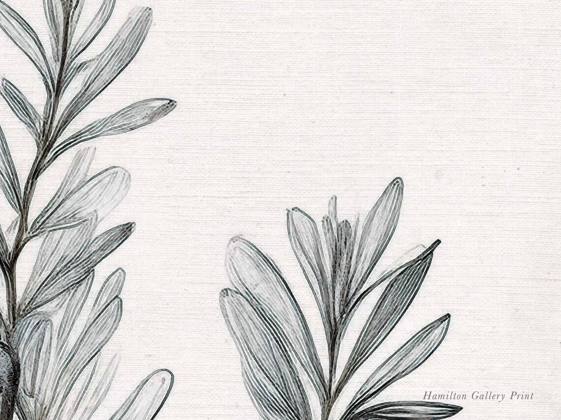 Olive Branch Botanical PRINTABLE Art, Vintage Etching Neutral Decor ...