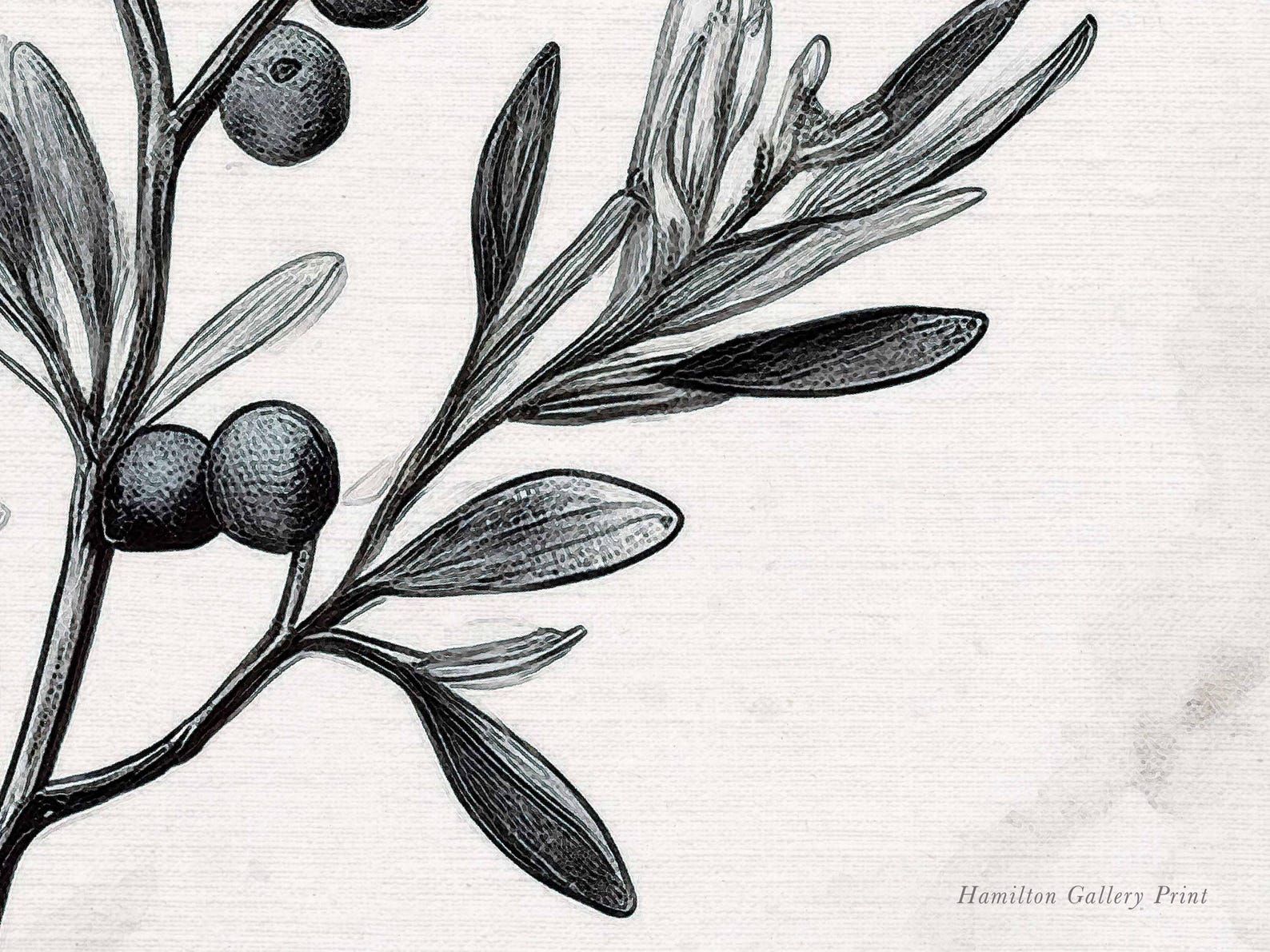 Olive Branch Botanical PRINTABLE Art, Vintage Etching Neutral Decor ...