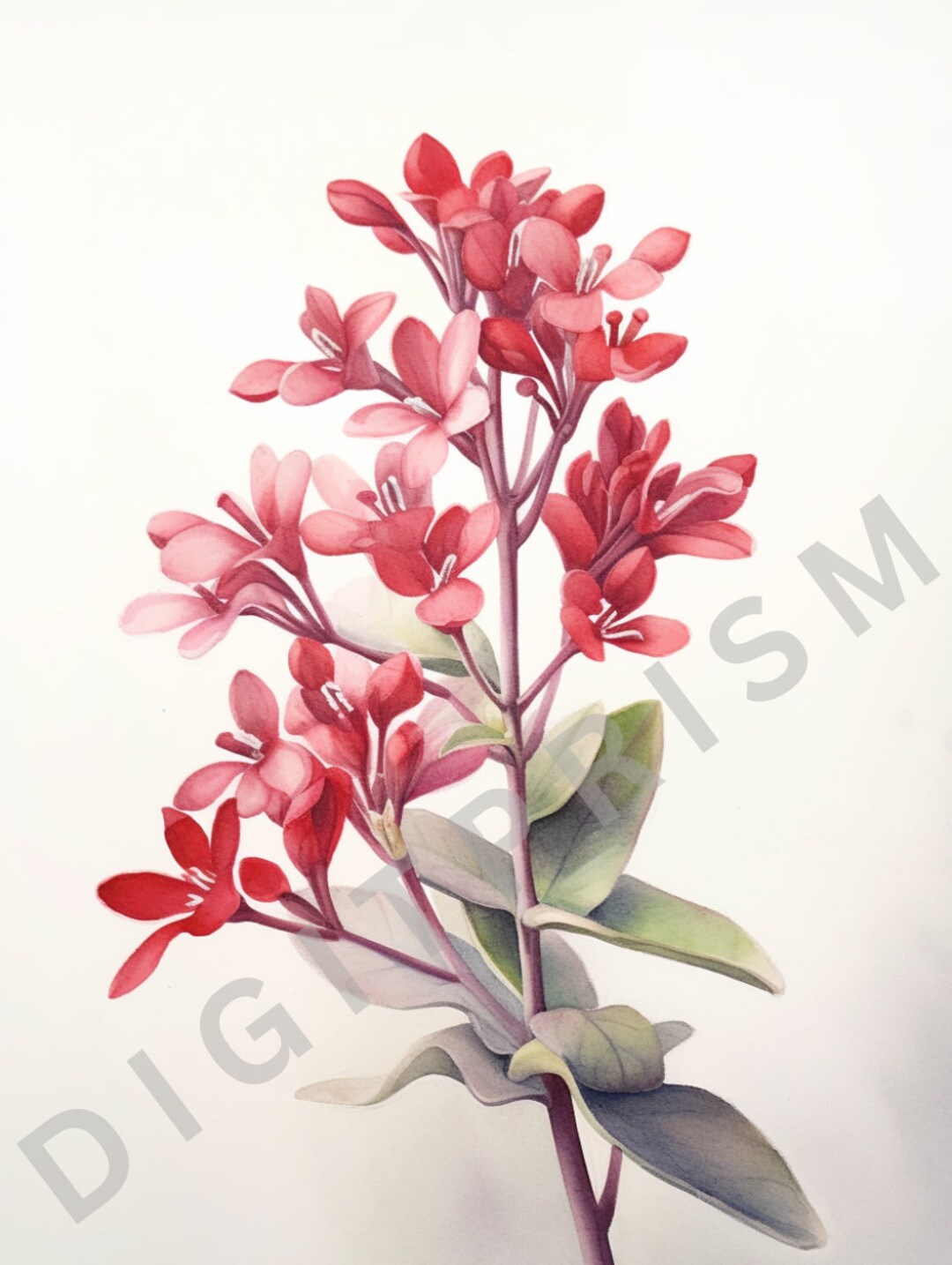 Red Bouvardia Watercolour Illustration #1 - Digital Download - Flower ...