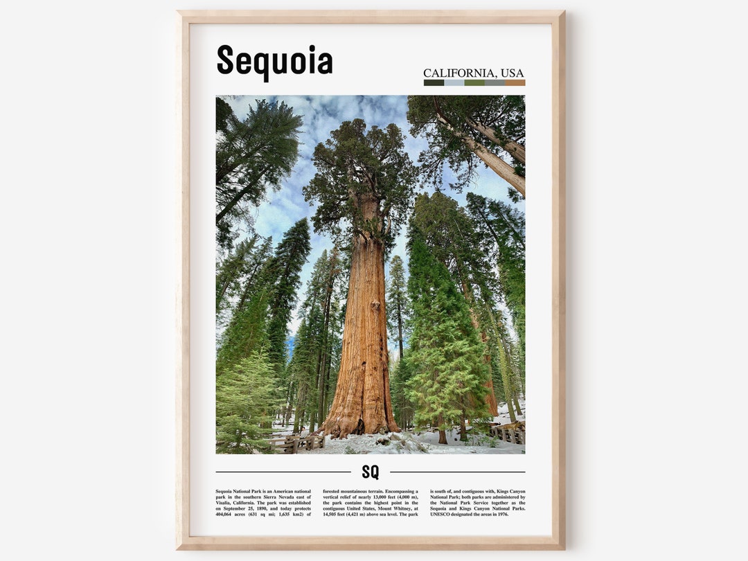 Sequoia Print, Sequoia Poster, Sequoia Wall Art, Minimal Travel Print ...