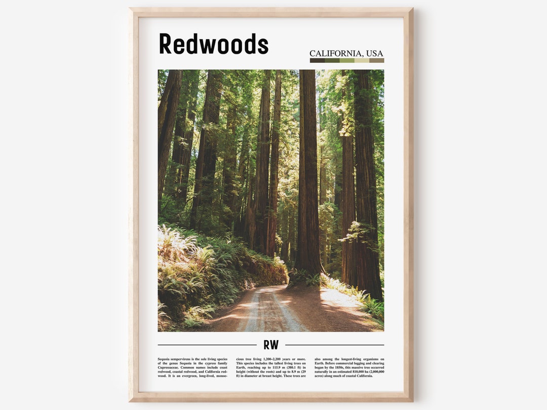 Redwoods Print, Redwoods Poster, Redwoods Wall Art, Minimal Travel ...