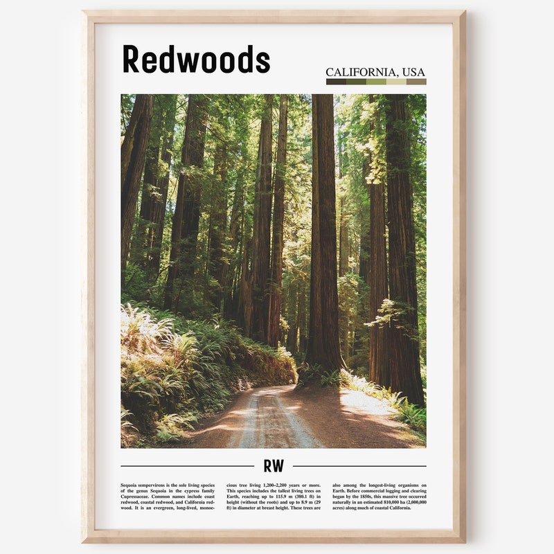Redwood Print - Etsy