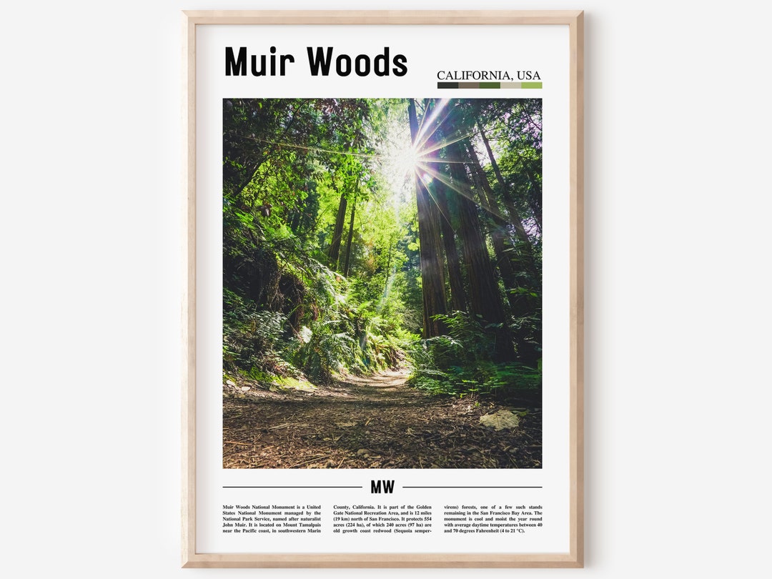 Muir Woods Print, Muir Woods Poster, Muir Woods Wall Art, Minimal ...