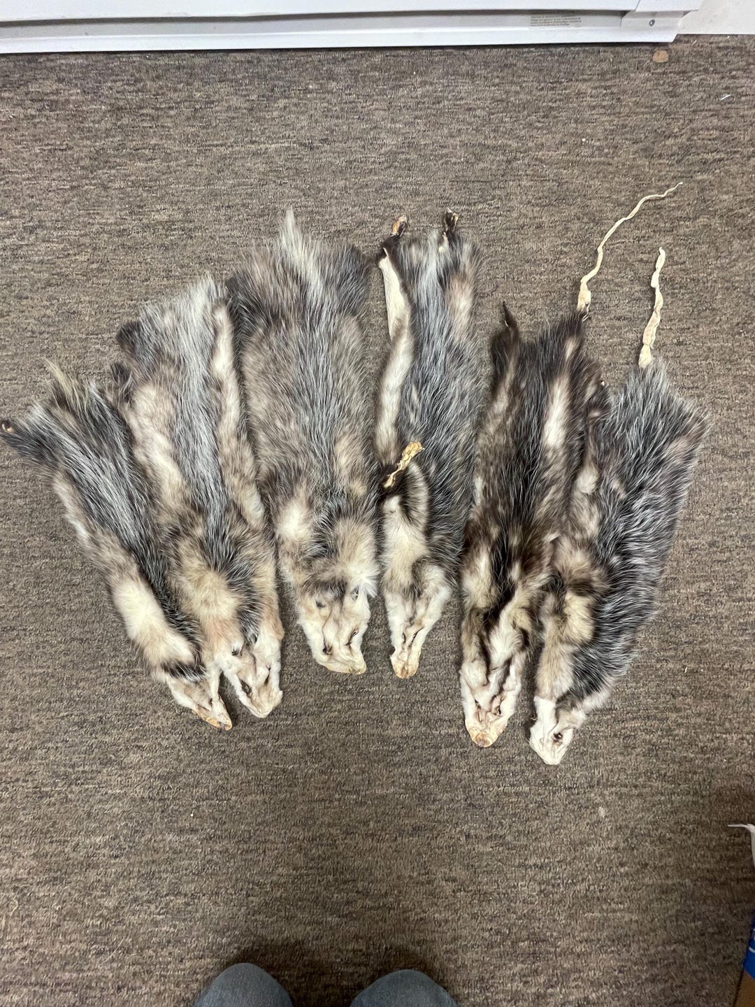 Opossum Garment Tanned Hide - Etsy