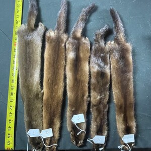 Tanned Wild Mink Soft Tanned Hides Females - Etsy