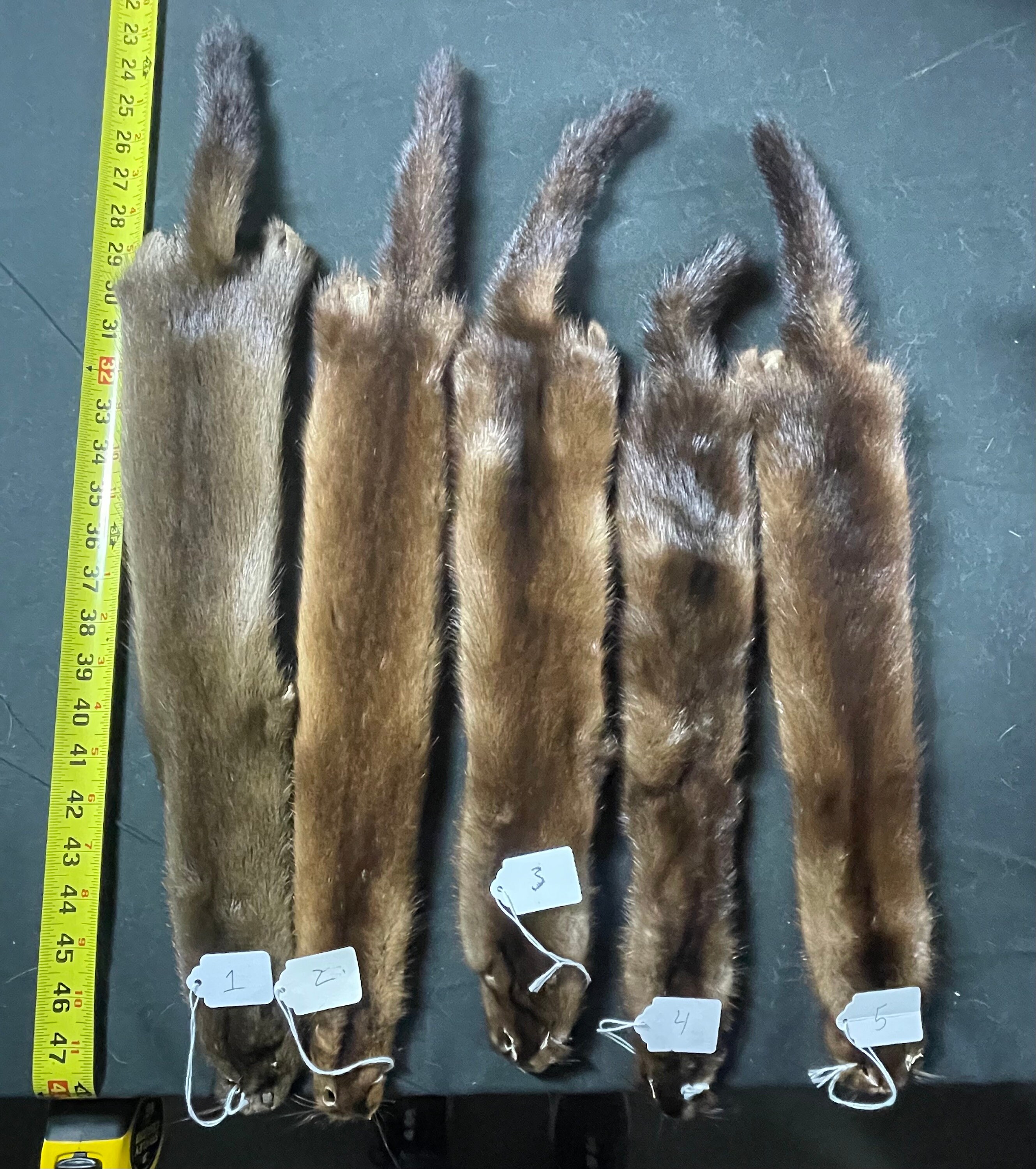 Tanned Wild Mink Soft Tanned Hides Females - Etsy
