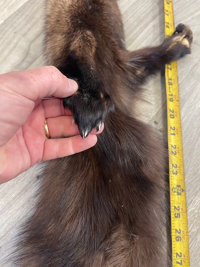 Fisher With Front Feet Professionally Soft Tanned Premium Quality - Etsy