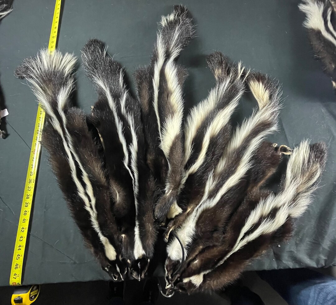 Tanned Skunk Hide With Feet - Etsy
