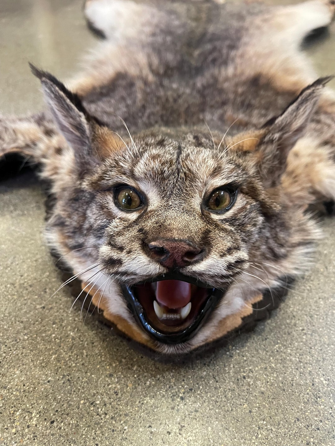 Bobcat Rug Real Bobcat Fur Taxidermy - Etsy