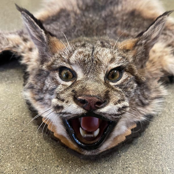 Bobcat Taxidermy Mount - Etsy