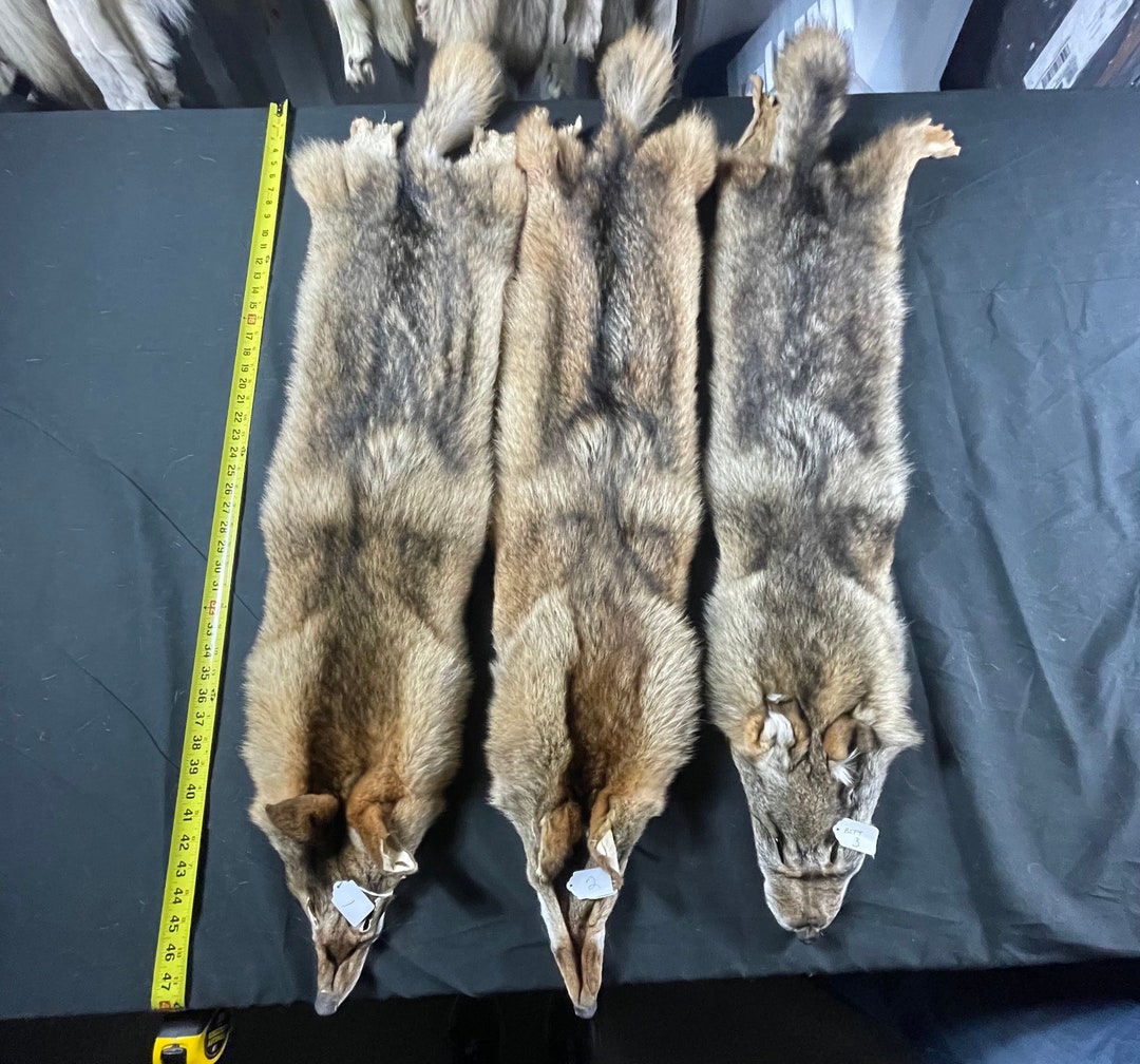 Tanned Eastern Coyote Hide. Soft Tanned Semi Heavy Eastern Coyote - Etsy