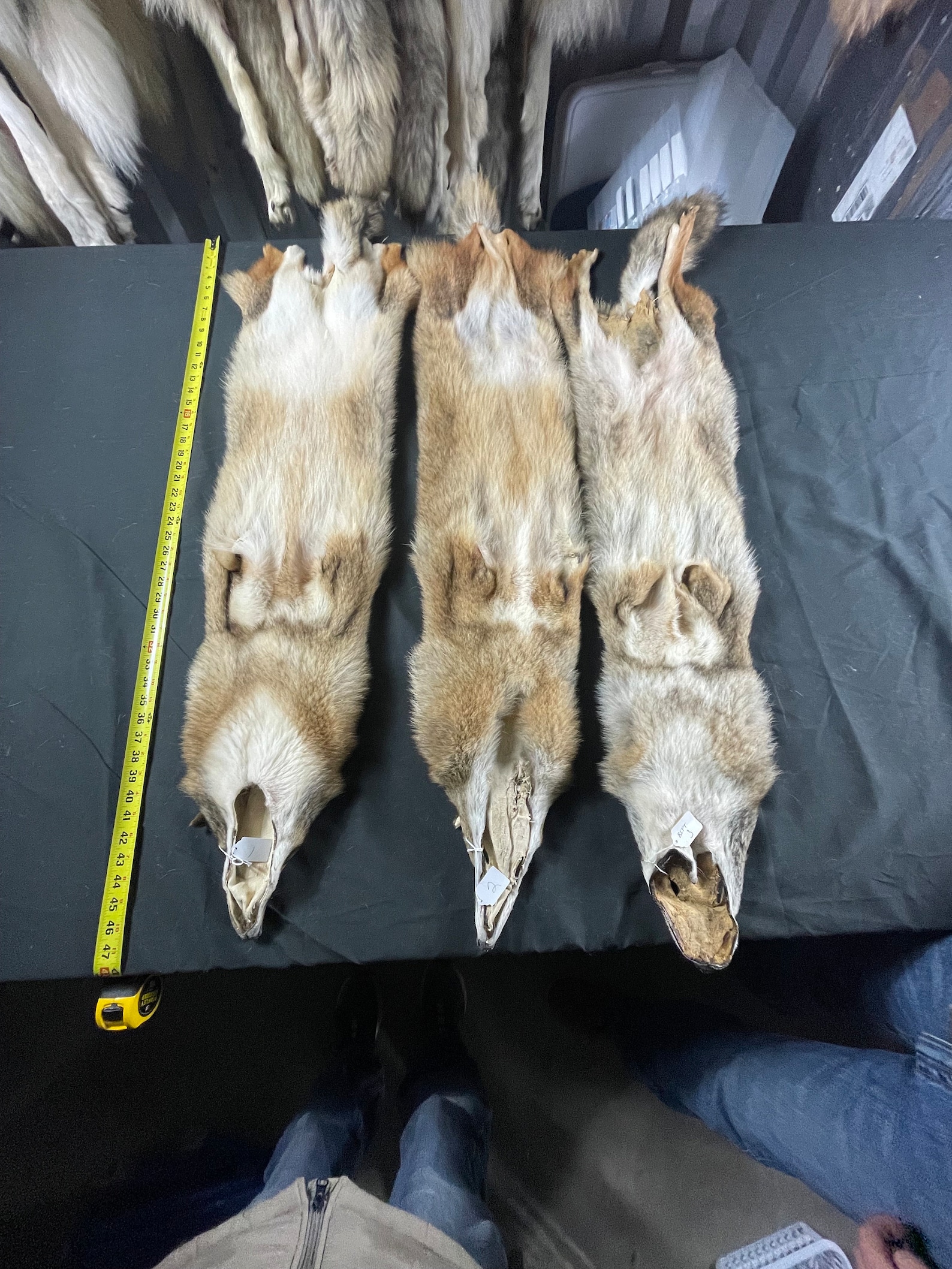 Tanned Eastern Coyote Hide. Soft Tanned Semi Heavy Eastern Coyote - Etsy