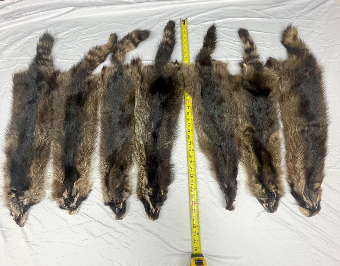 Raccoon Pelt Black Raccoon Hide Tanned Real Fur - Etsy