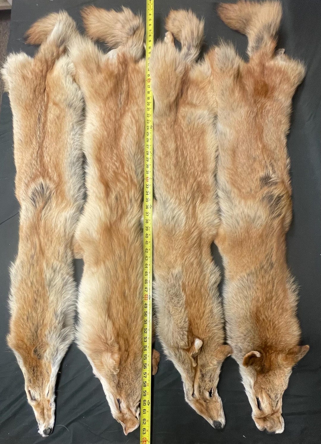 Tanned Red Coyotes Heavy Darker Red Soft Tanned Hides - Etsy