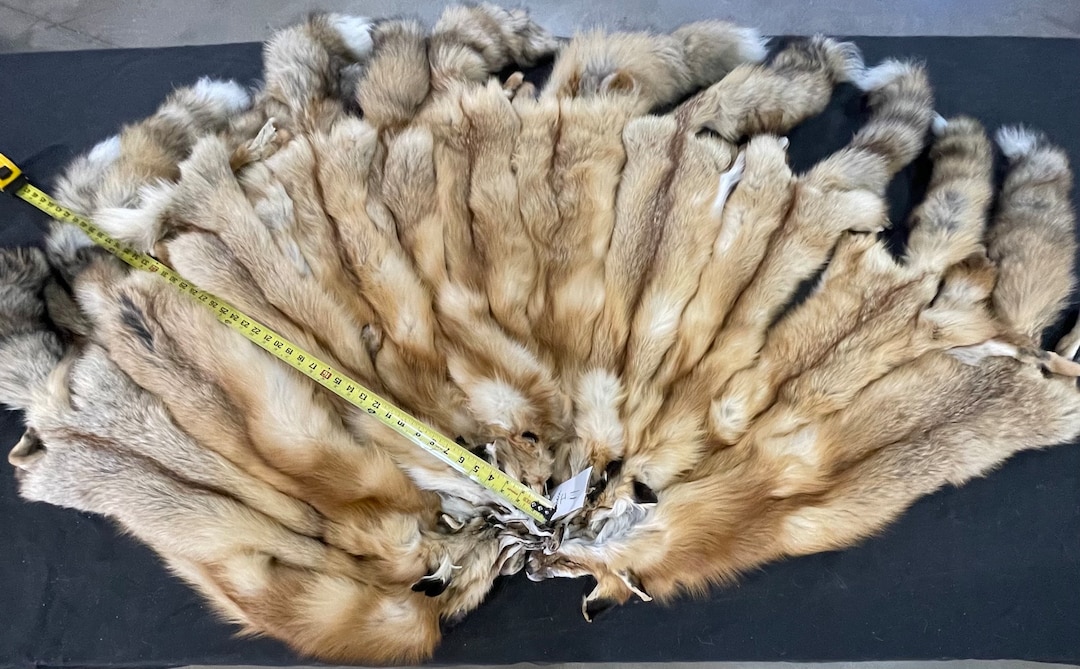 Tanned Western Red Fox Professional Soft Tanned Silky Fur - Etsy