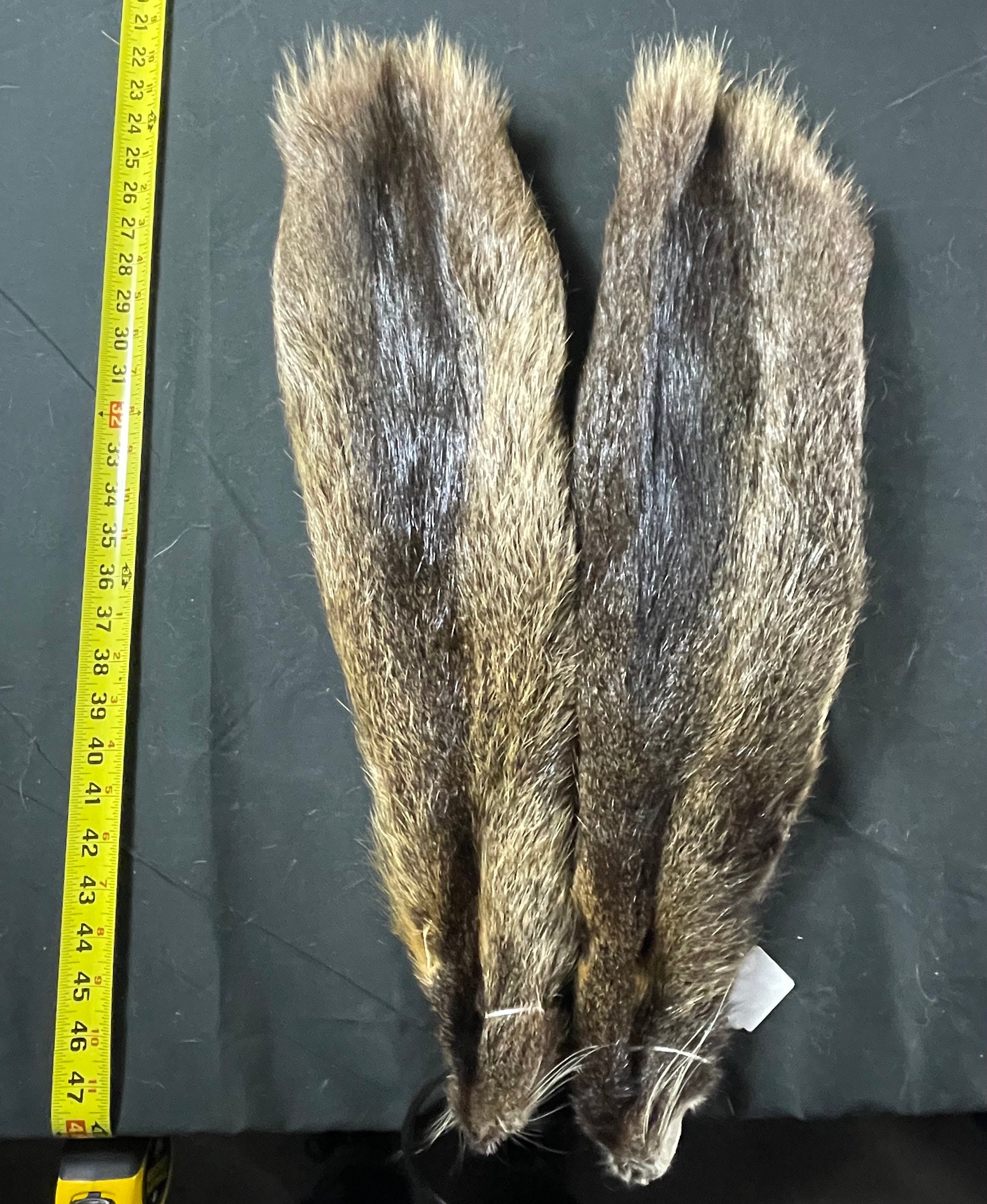 Tanned Nutria Hide. Soft Tanned Great Quality XL - Etsy