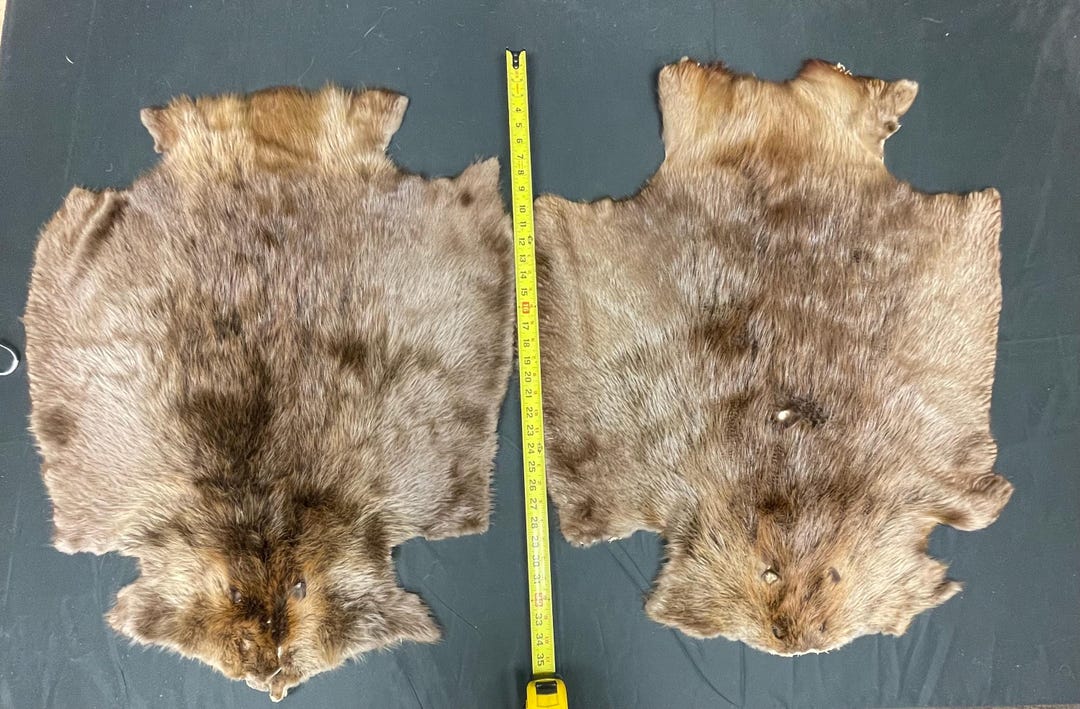 Tanned Beaver Hide Real Fur Ethically Sourced Pelt - Etsy