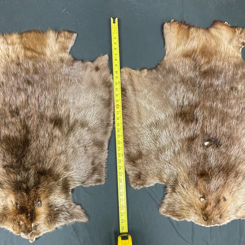 Beaver Pelt - Etsy