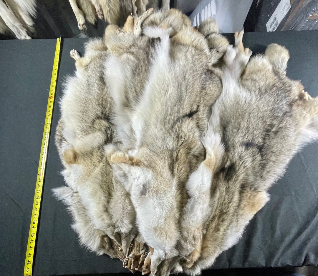 Tanned Coyotes Western Soft Tanned Hides - Etsy