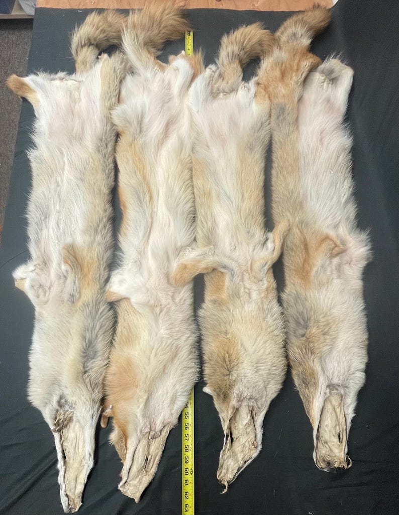 Tanned Red Coyotes Heavy Darker Red Soft Tanned Hides - Etsy