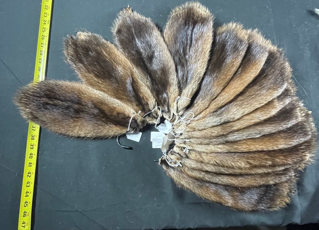 Tanned Muskrat Hide. Soft Tanned Great Quality XL - Etsy